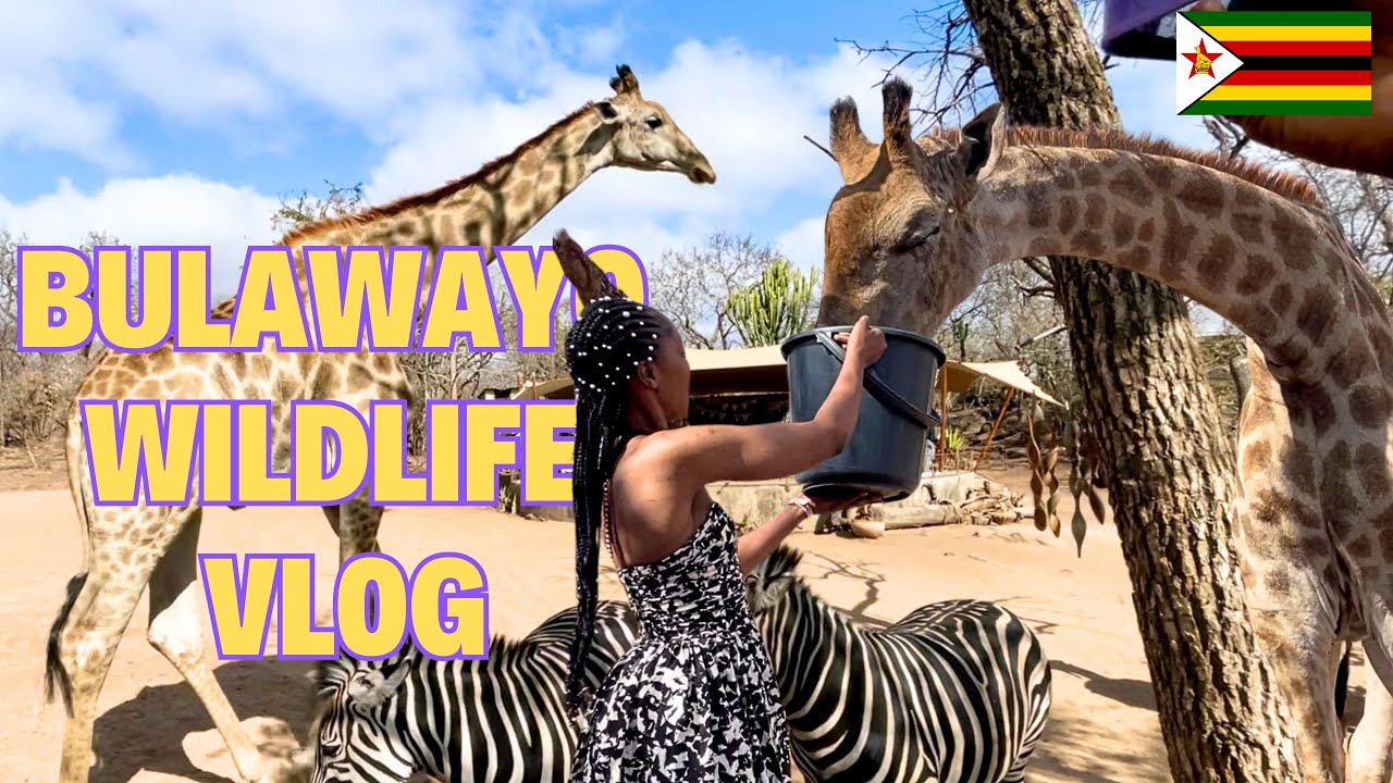 Exploring Hidden Gems Bulawayo Zimbabwe Giraffe Encounter - YouTube