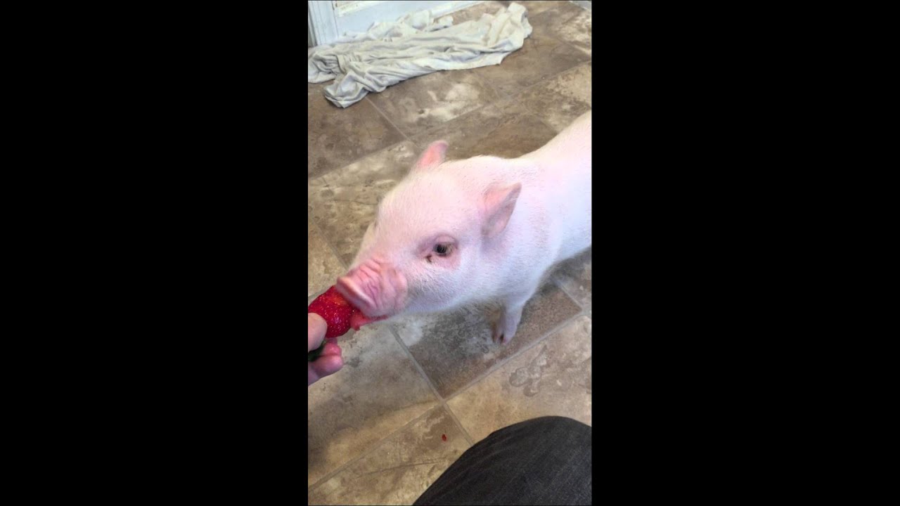 Pickle the Mini Pig eats a strawberry! - YouTube