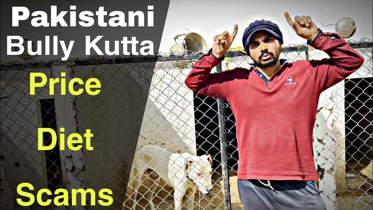 Pakistani Fighter Bully Kutta || Bully Kutta Diet Plan || Bully Kutta ...