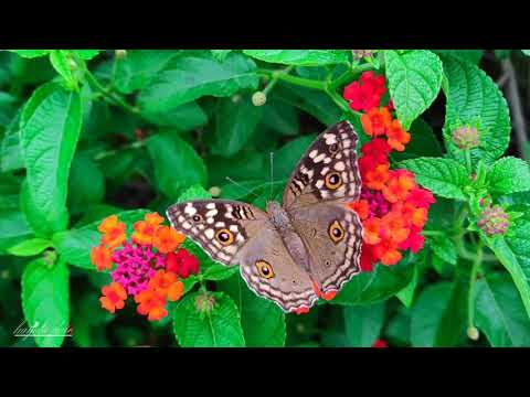 Kelebekler ve Çiçekler | Sakin ve Huzurlu | Dinlendirici Müzik | Beautiful Relaxing Music #Butterfly