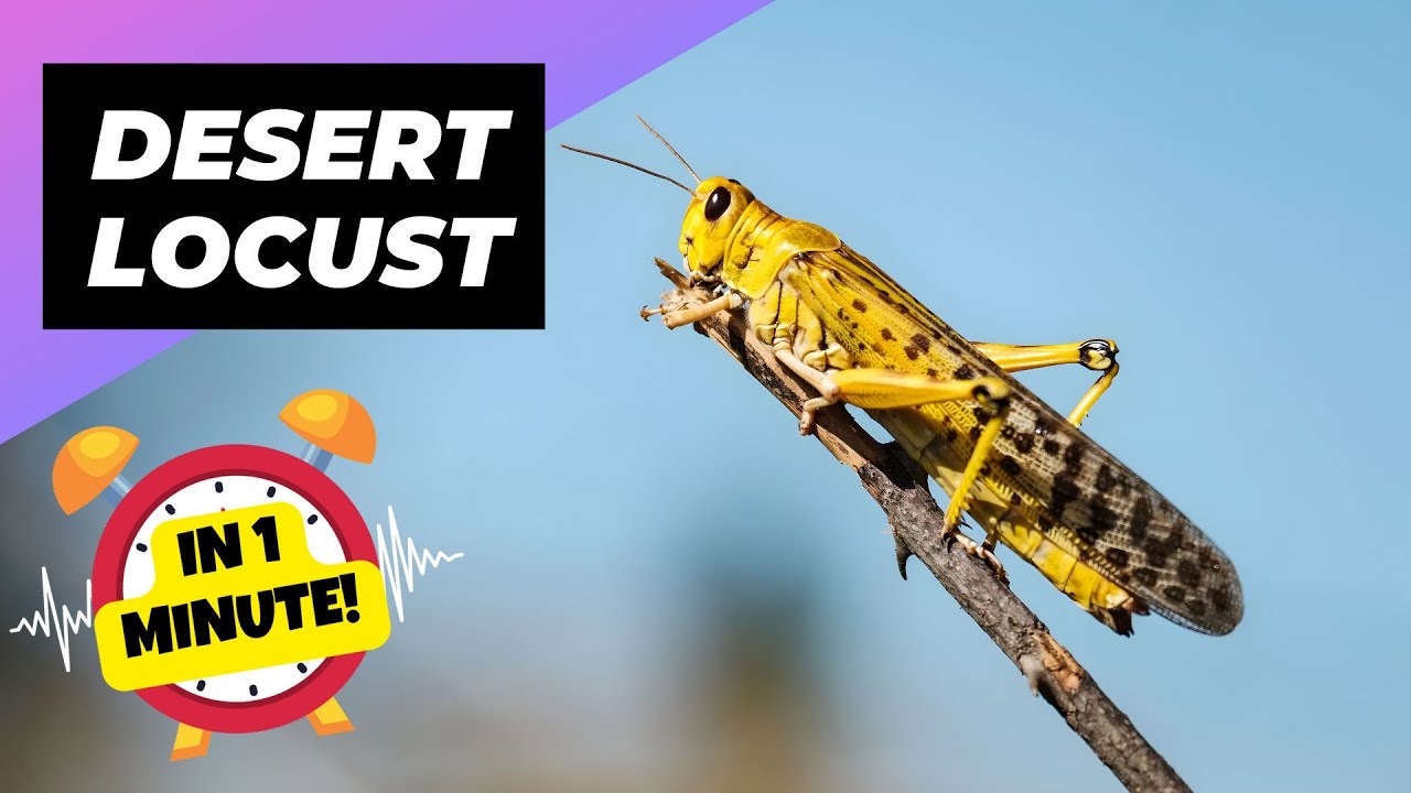 Desert Locust - In 1 Minute! 🦟 One Of The Most Dangerous Insects In The ...