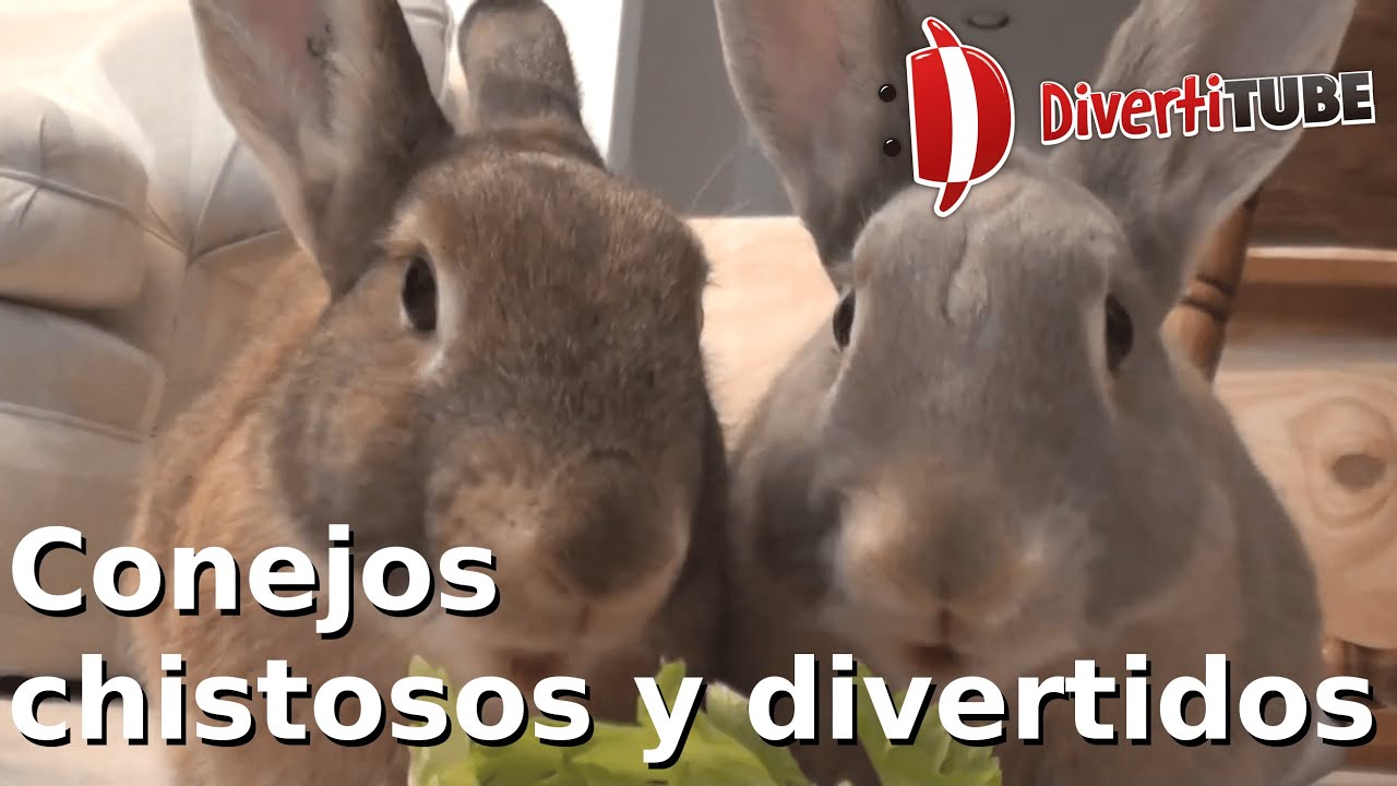 Vídeos de conejos chistosos y divertidos - YouTube