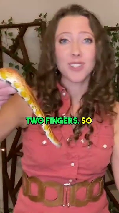 Corn Snake vs. Ball Python - Which should you get? 🐍 - YouTube