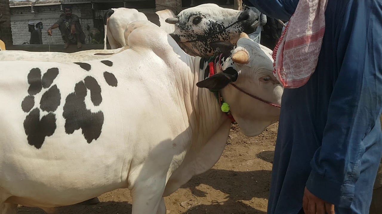 Kala mandi 2020 latest updates - YouTube