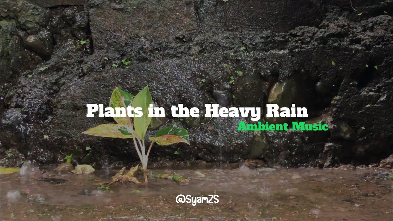 The Calm of Nature | Plants in the Heavy Rain & Ambient Music - YouTube