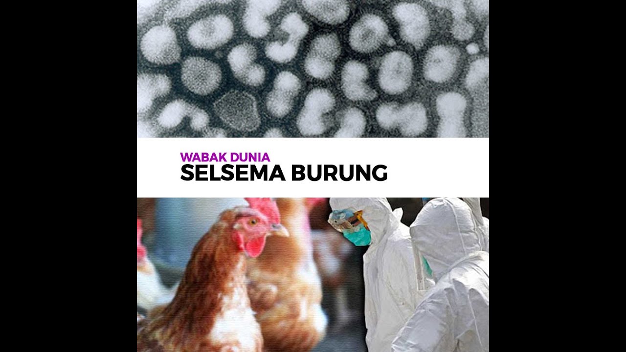 Wabak Dunia: Selsema Burung - YouTube