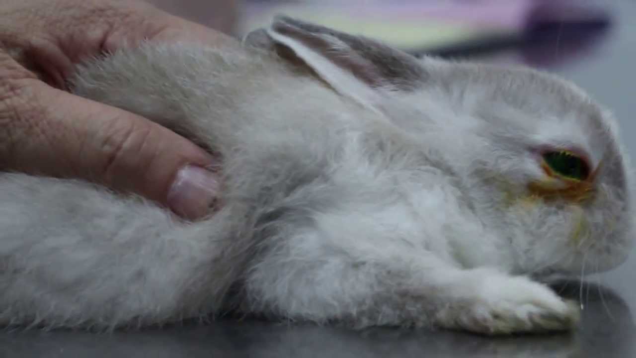 A young rabbit has a blood-shot eye - Part 2. Fluorescein eye stain ...