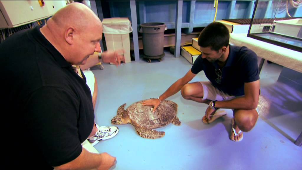 Burj Al Arab - Turtle Rehabilitation Project - Novak Djokovic - YouTube
