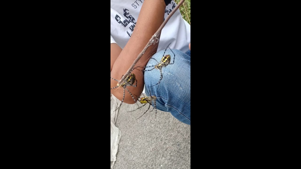 Spider Experiment:pinaglalaban Namin ang mga malalaking gagamba ...