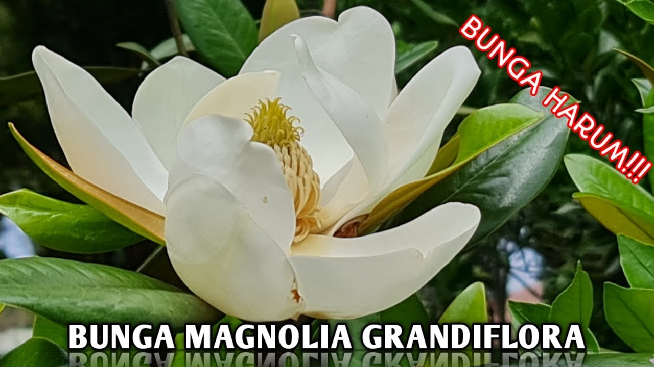 Bunga Magnolia Grandiflora | Bunga Harum | BUTANI CHANNEL - YouTube