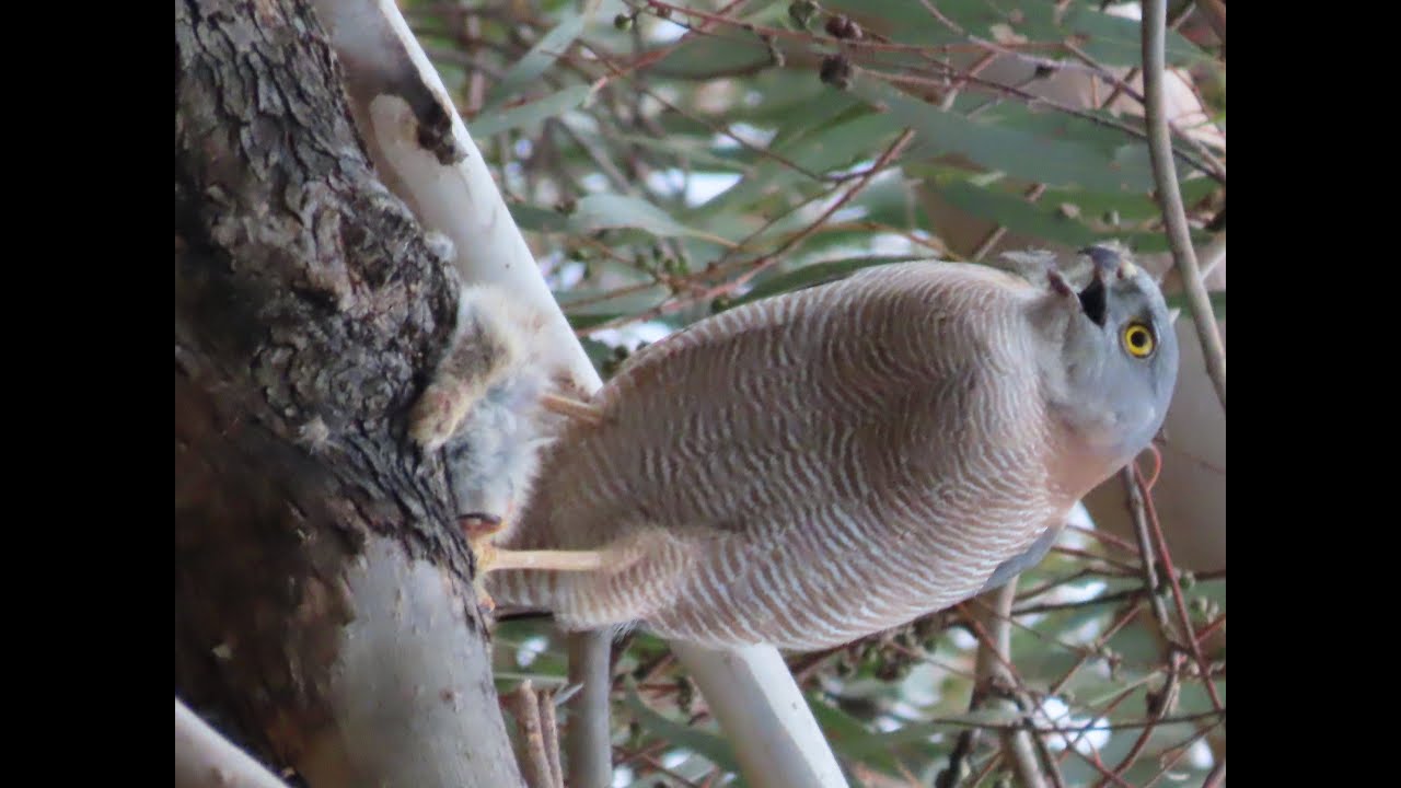 Brown Goshawk in a tree with a small rabbit meal. - YouTube