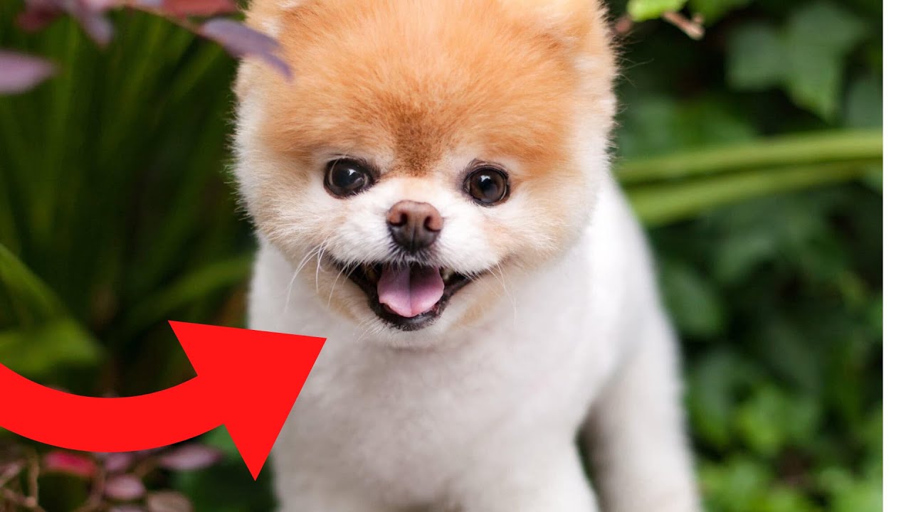 REALLY CUTE DOGO REVEAL!!! - YouTube