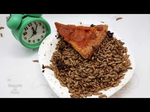 Maggots vs Pepperoni Pizza (Pepperoni Pizza Eaten By Maggots Time-lapse ...