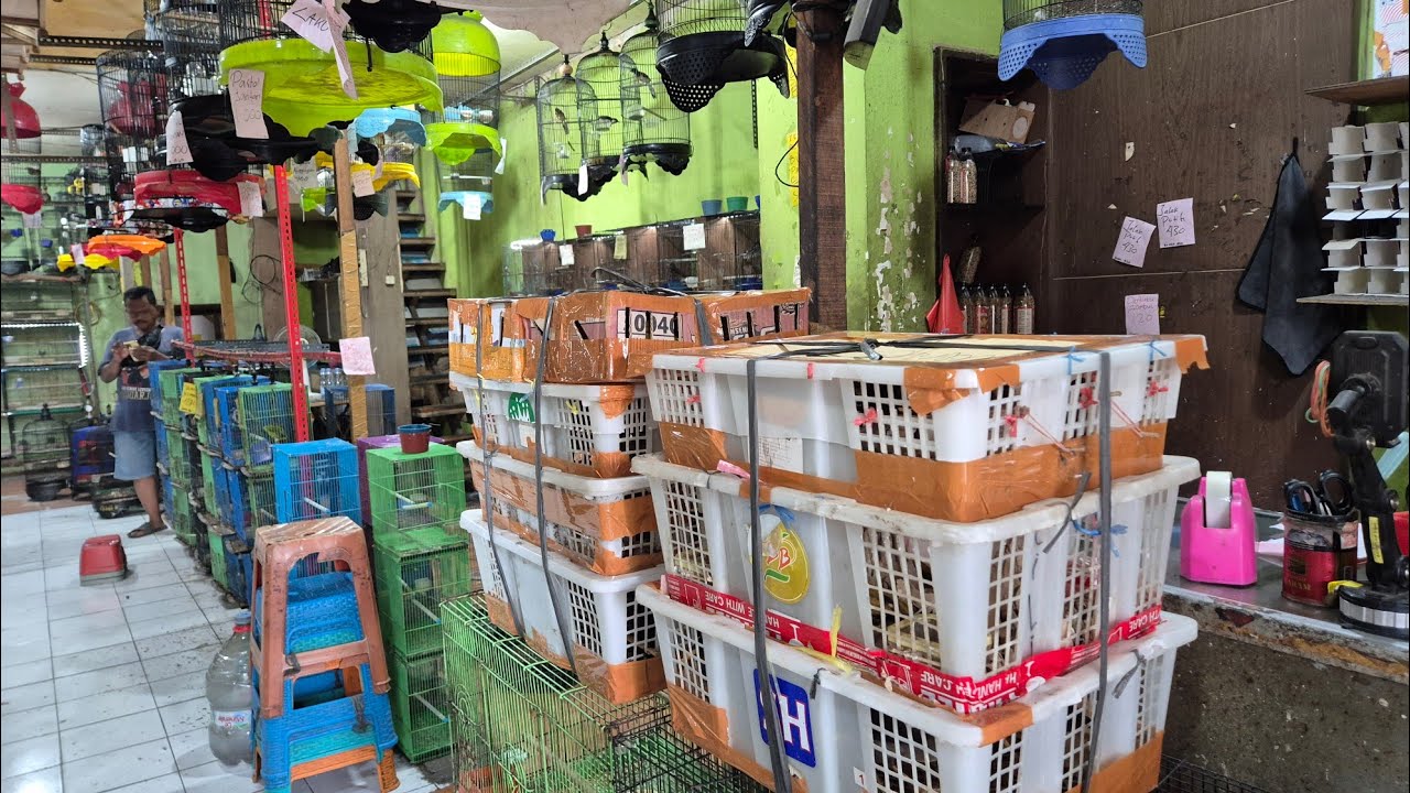 Datang Murai Falk Glatik Platuk Podang Keling Jalak Mandarin Murai ...