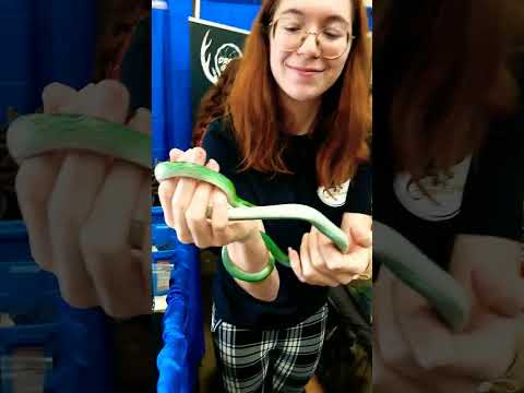 A rhino rat snake at Fusion Reptiles! - YouTube