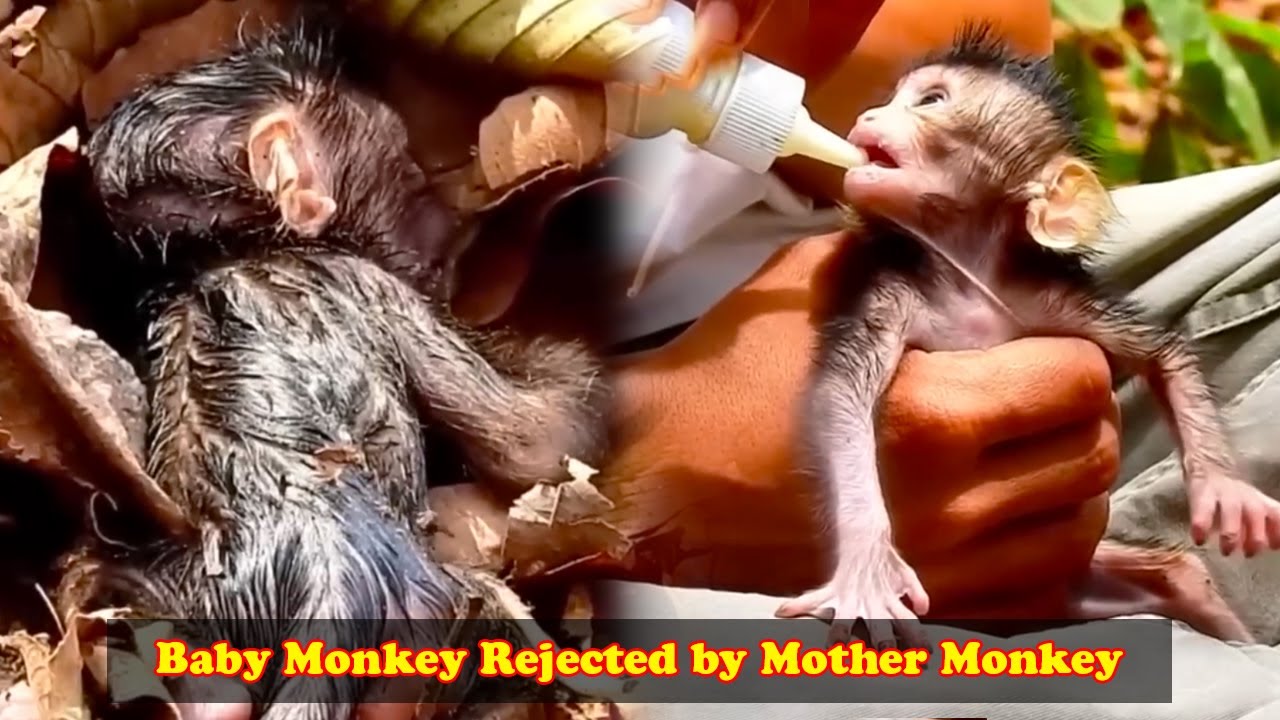 The mother monkey did not accept the baby monkey so she abandoned it ...