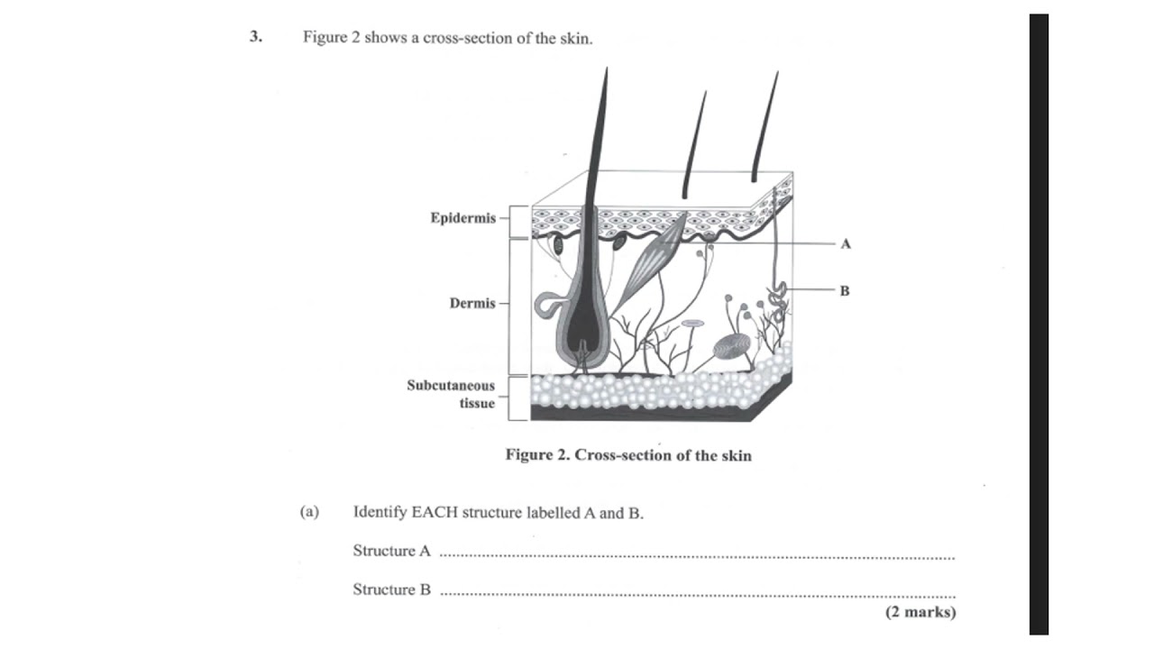 Human And Social Biology JULY 2021 Paper 2 YouTube human-and-social-biology-july-2021-paper-2-youtube
