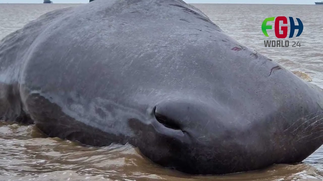 What Are Sperm Whales, and Are They Dangerous for Humans - YouTube