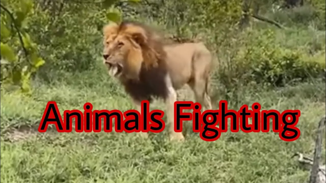 Animals fighting discovery - YouTube