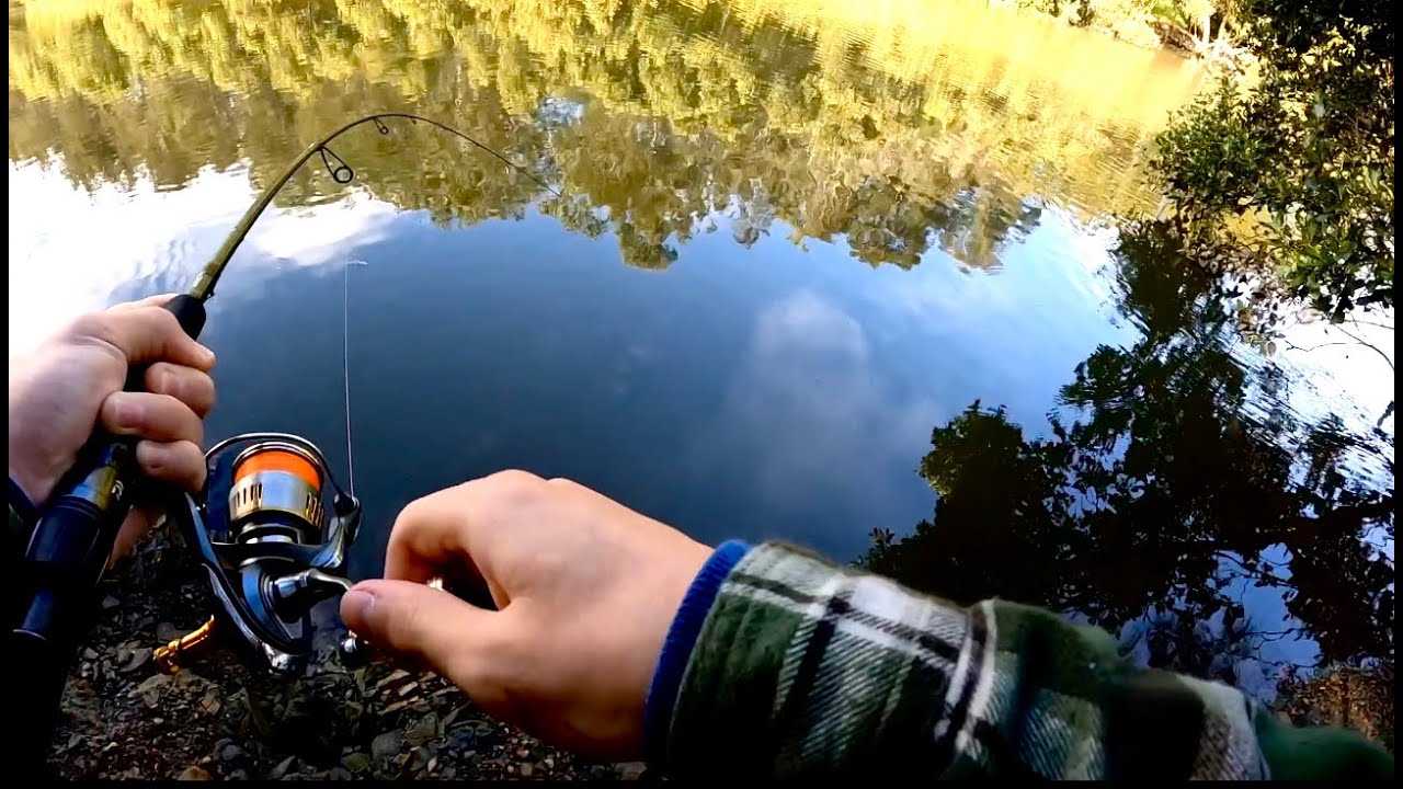 MAD FISHING session In the Sydney Urban Mangrove | Urban Sydney Fishing ...
