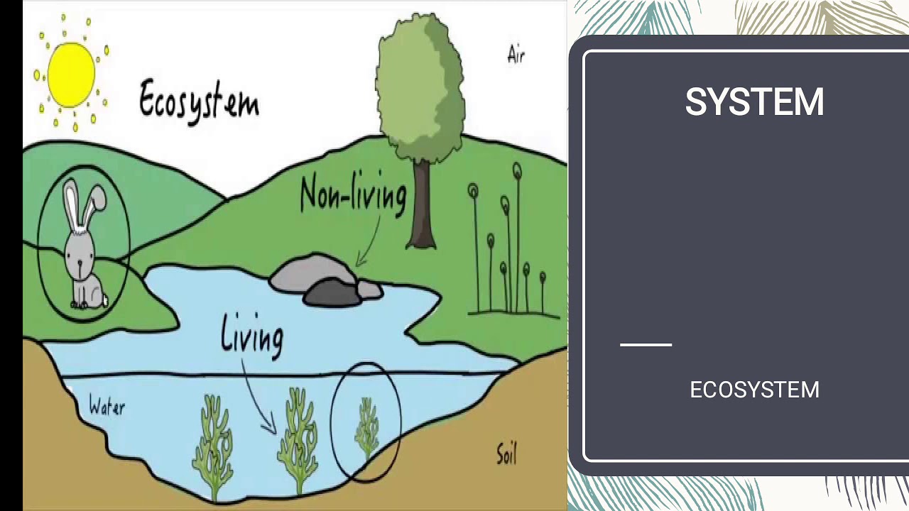 Grade 4 Science (System) - YouTube