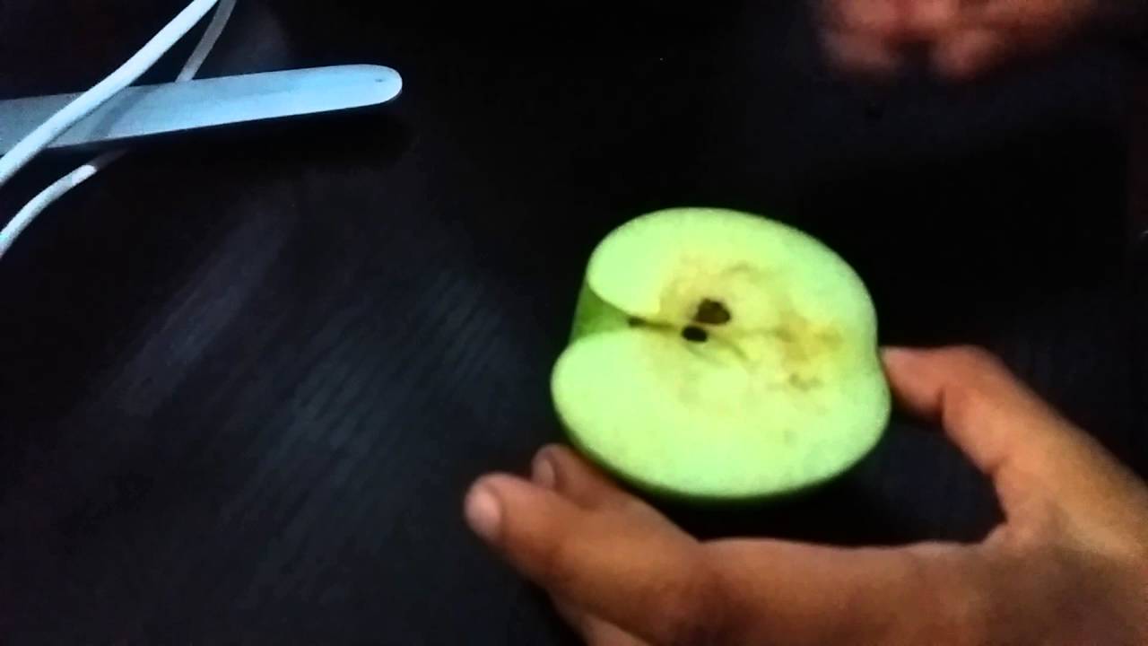 partes de el fruto - YouTube