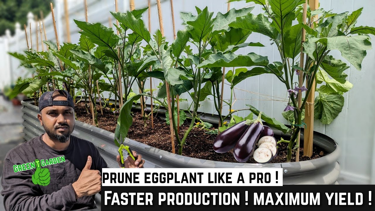 Pruning Eggplant for Bigger yield ! Faster Production | Tips for ...