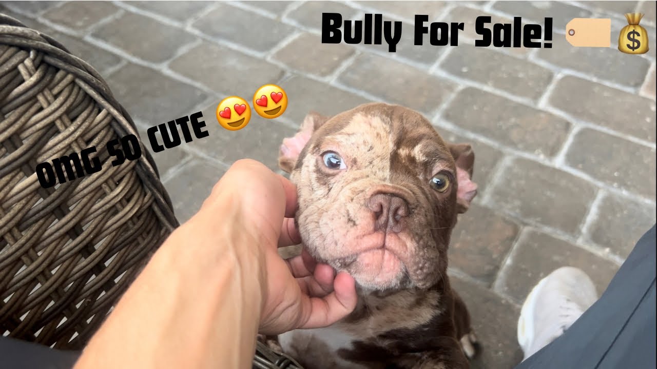 Merle Exotic Bully Puppies For Sale!! 📲🏷️ | Next Level Bulls! Exclusive ...