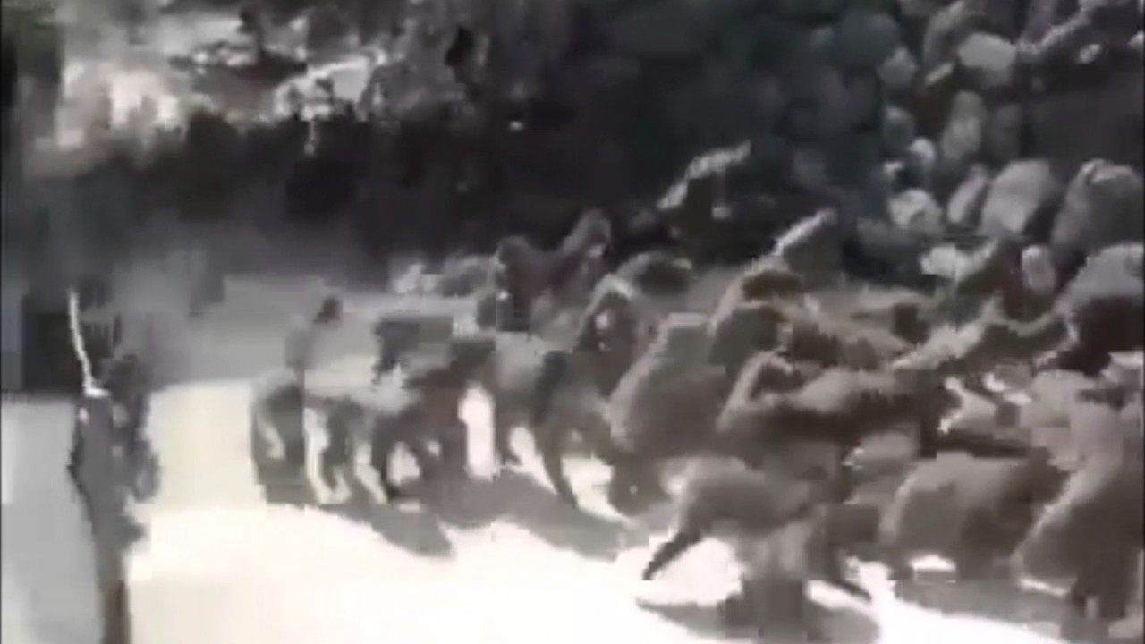 WHEN ANIMALS MOSH - YouTube