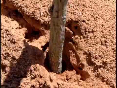 Toprak altında ki inanılmaz hayat