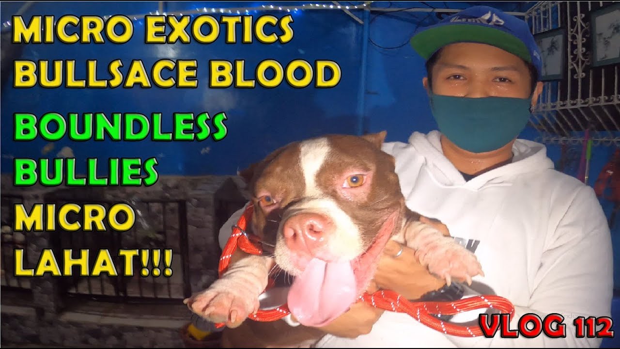 MICRO EXOTICS BULLSACE BLOOD BOUNDLESS BULLIES AMERICAN BULLY DOG | DON ...