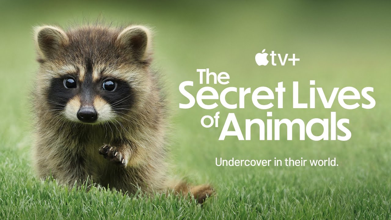 The Secret Lives of Animals | Official Trailer | BBC Studios - YouTube