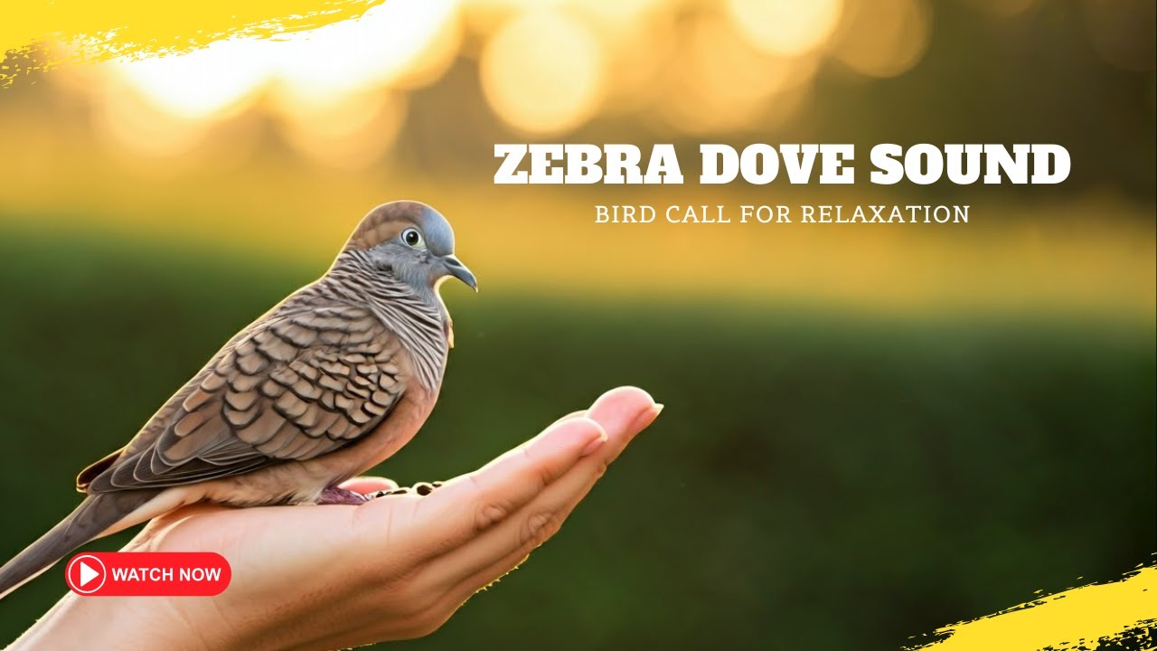 Zebra dove call: A calming ASMR experience | ZDOY010 - YouTube