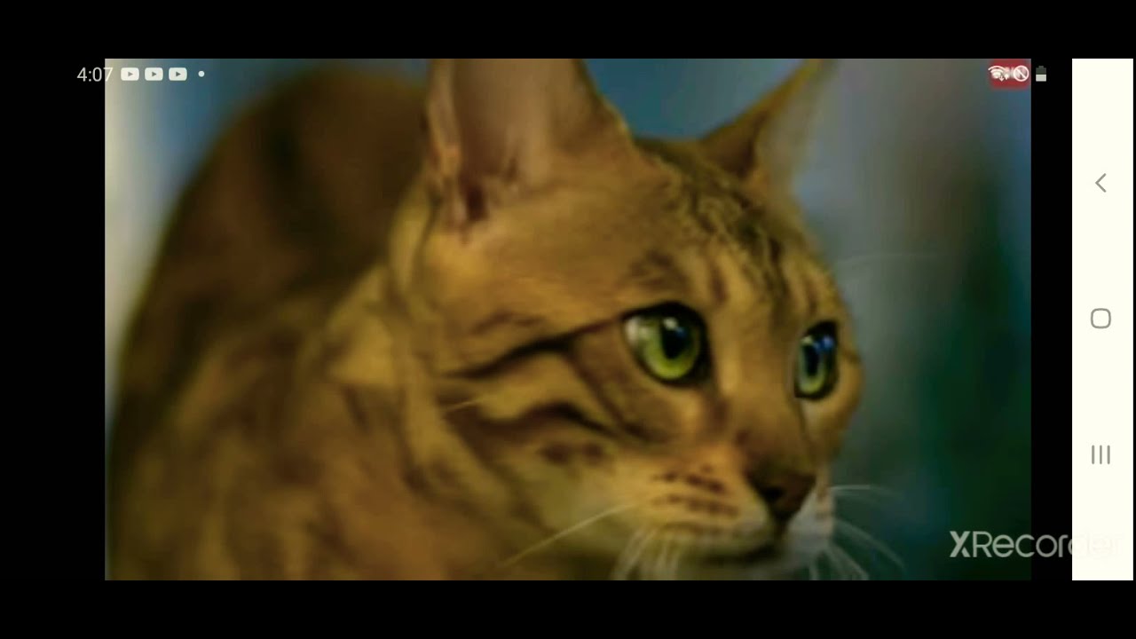 entity cat The Backrooms - YouTube
