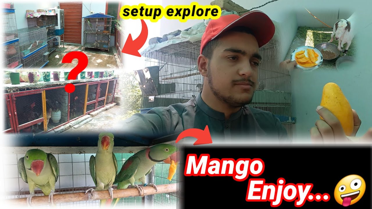 Mango Enjoy 😋 || Setup Explore || Ch Hamza Star - YouTube