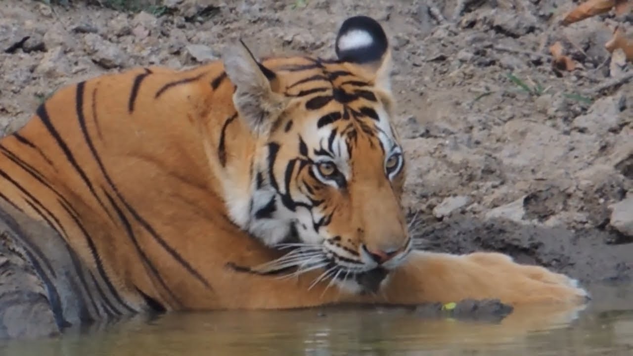 Wild Tiger Compilation - YouTube