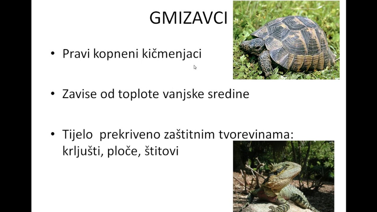 Gmizavci građa - YouTube
