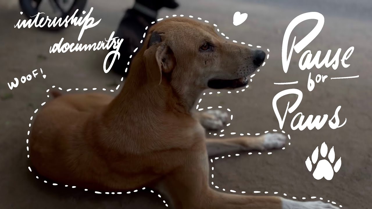 PAUSE FOR PAWS (NGO internship Documentry ) - YouTube