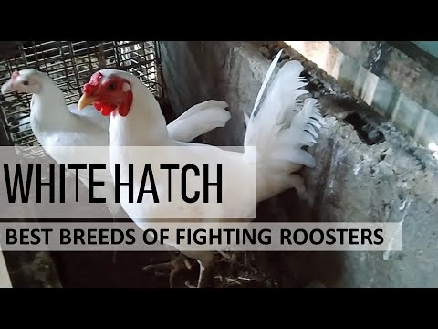 HATCH (White hatch) One of the best game fowl bloodlines today! - YouTube