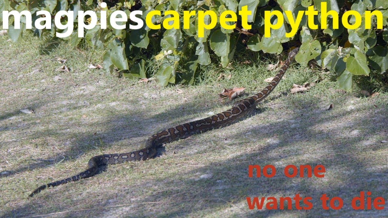 magpies carpet python - no one wants to die - YouTube