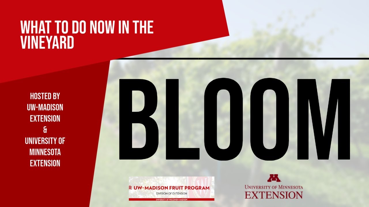 What To Do Now in the Vineyard: Bloom - YouTube