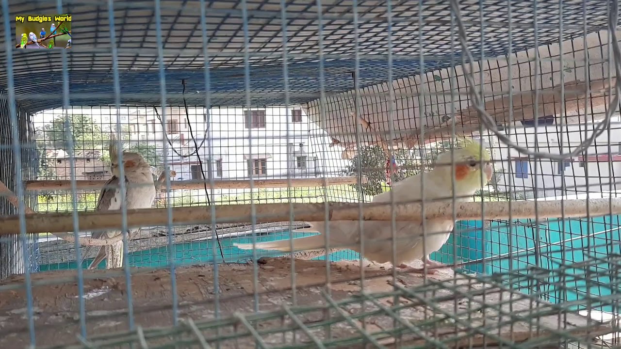 Cockatiel singing Happy Birthday || Singing cockatiel - YouTube