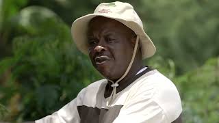 Features fodder shrub harvesting and utilization to feed dairy animals