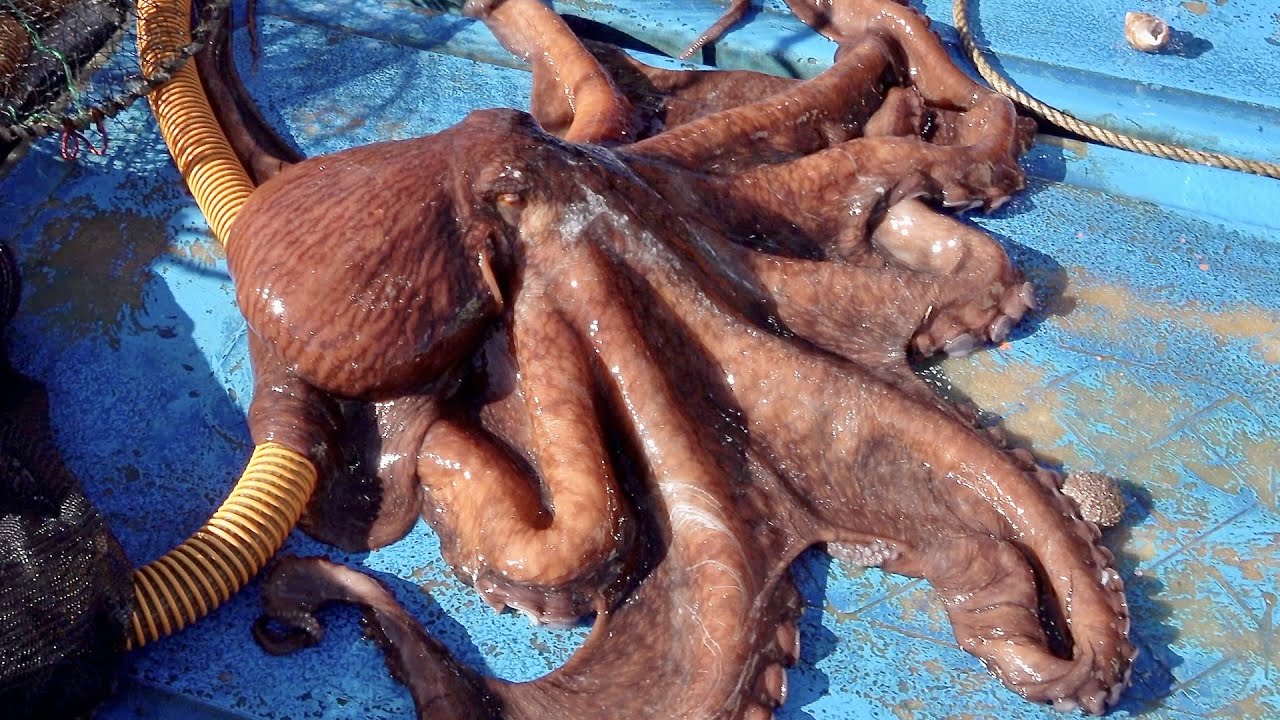 Interesting Large Octopus Fishing. How Korean Fishermen Catch and Cook Octopuses - YouTube