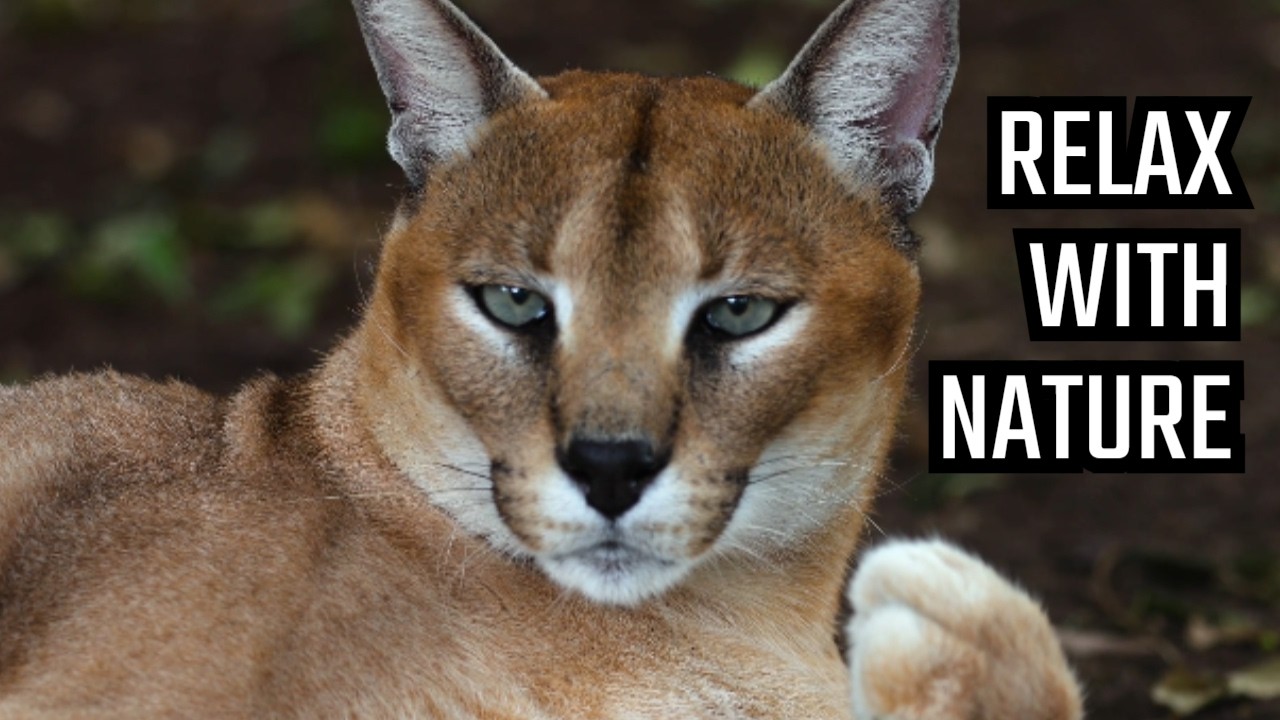 Meditate in the Wild: Relax with Nature’s Beautiful Creatures - YouTube