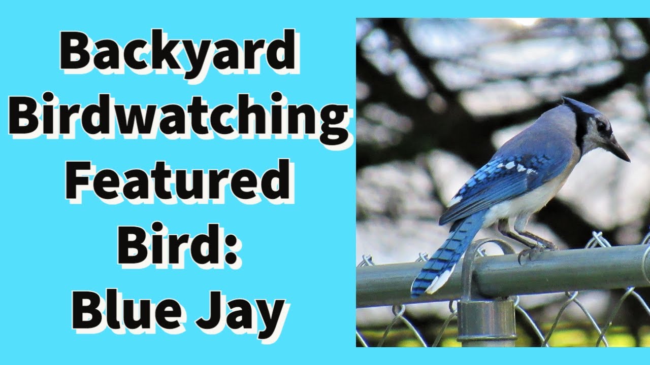 Backyard Birdwatching: Featured Bird: Blue Jay - YouTube