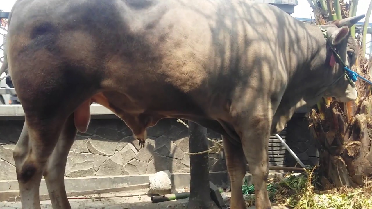 Sapi Pegon Kurban Idul Adha 2018 Dan 10 Kambing Masjid Agung Alun Alun ...