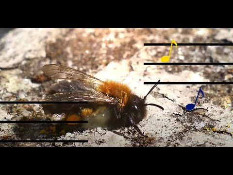 Insect sound App 🐝🐜- available on play store [AcStudioLab]
