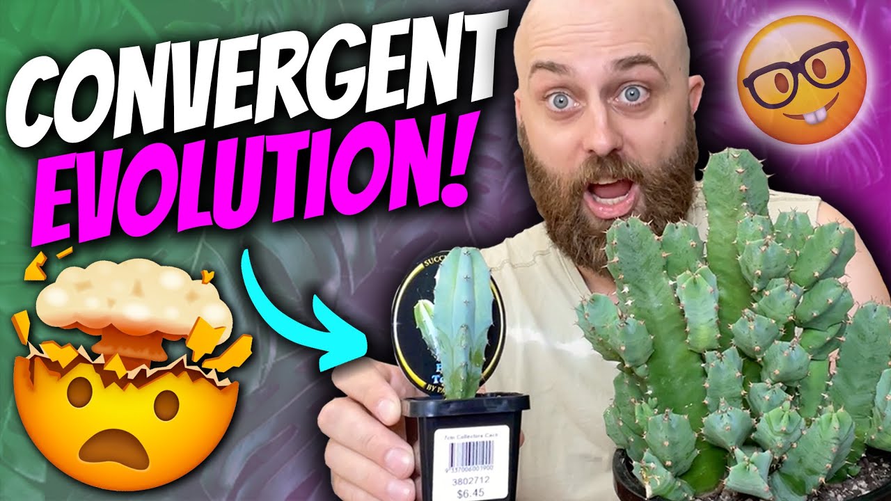Plant Haul + Convergent Evolution Chat | Cacti, Euphorbia, Thylacines ...