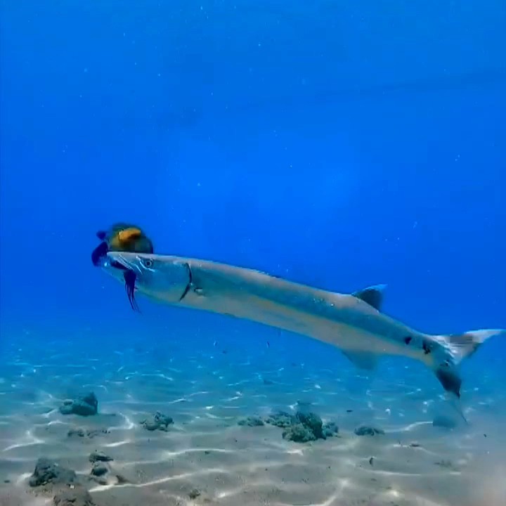 Big Fish Attack Small Fish||#bigfish #fishhunting #viralfishing - YouTube